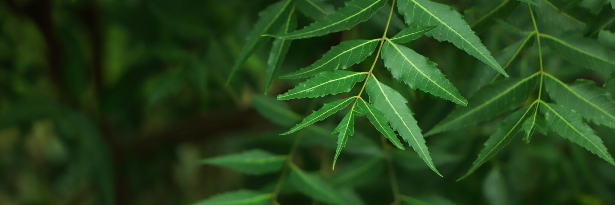 L'extrait de feuilles de neem au coeur de votre bien-être - NYM
